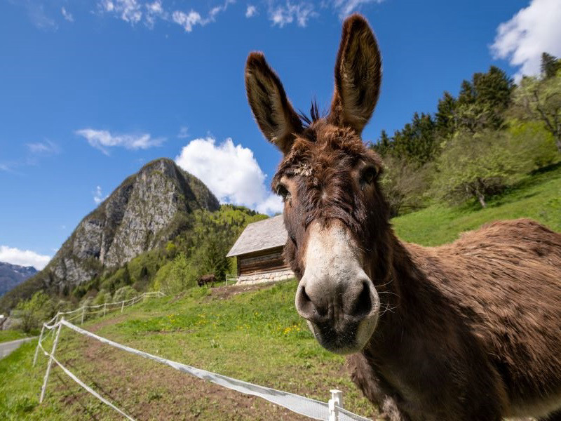 Juliana Trail - BookYourTrail® powered by Trail Angels